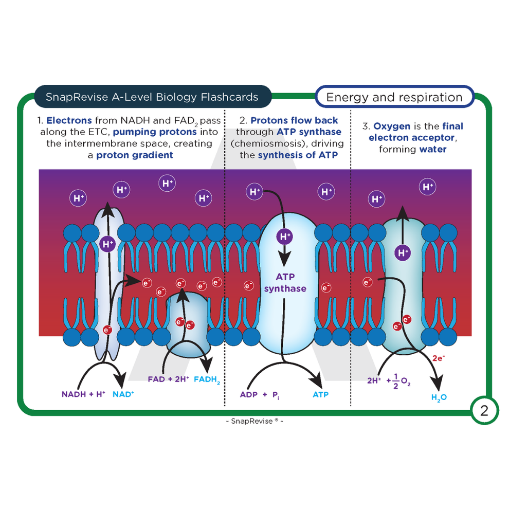 A-Level Biology Flashcards Pack 2 – SnapRevise
